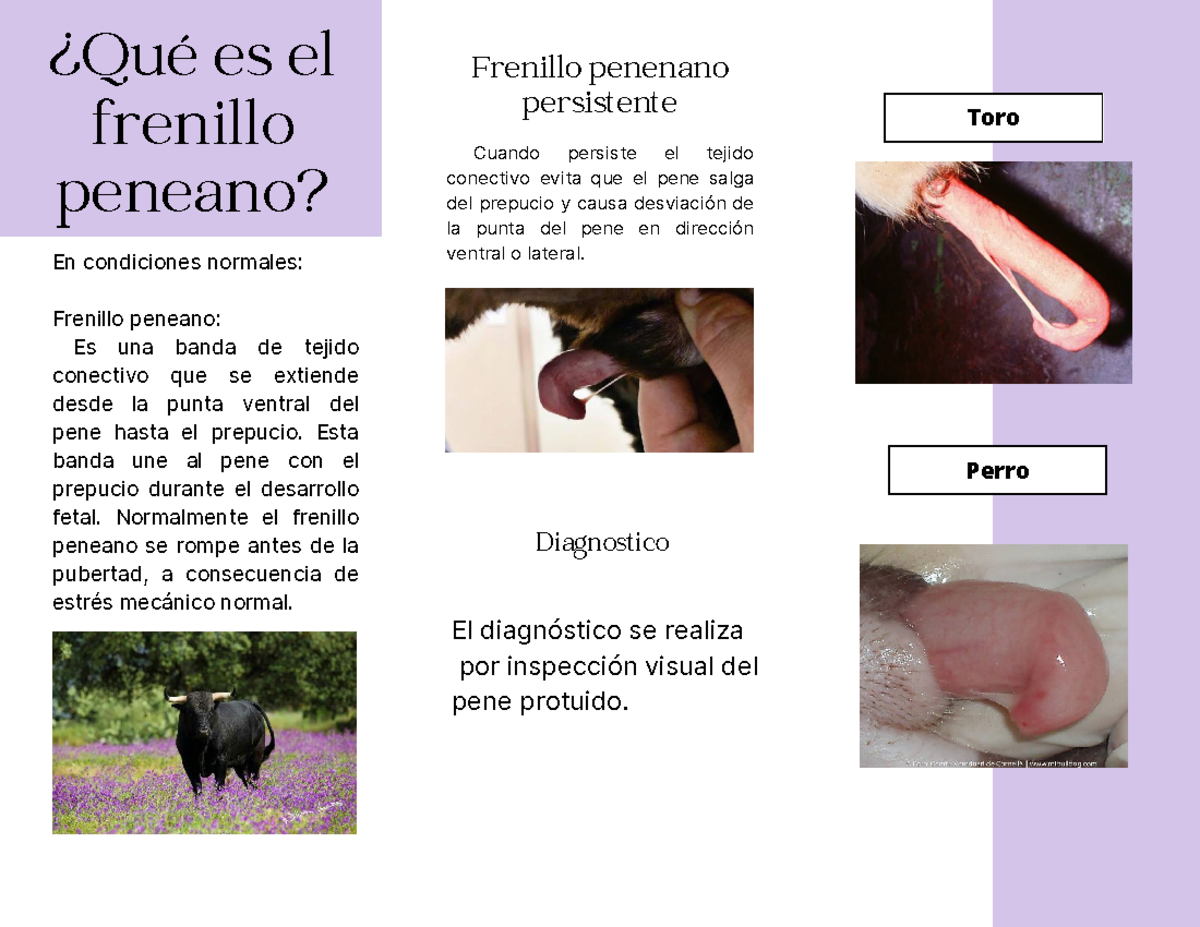 Folleto Aceites Esenciales Minimalista Morado - Toro Perro Frenillo ...