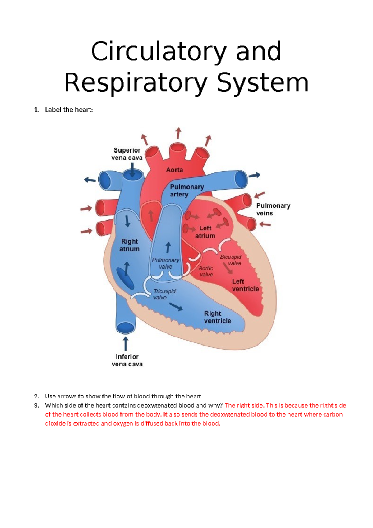 Understanding the Circulatory & Respiratory Systems - Bio 101 Lecture ...