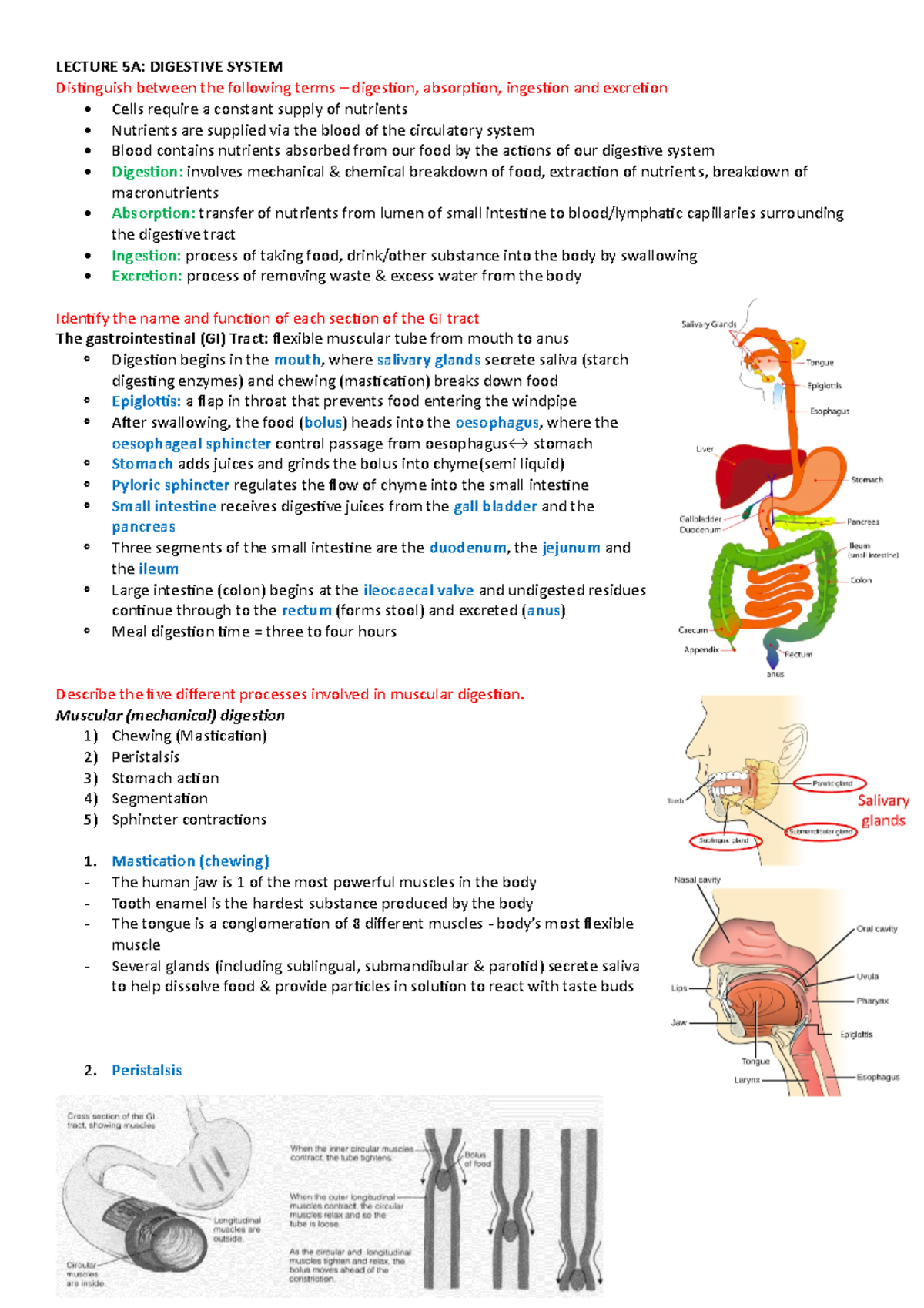 Week 5 Lecture Notes: Digestive System Overview and Key Concepts - Studocu