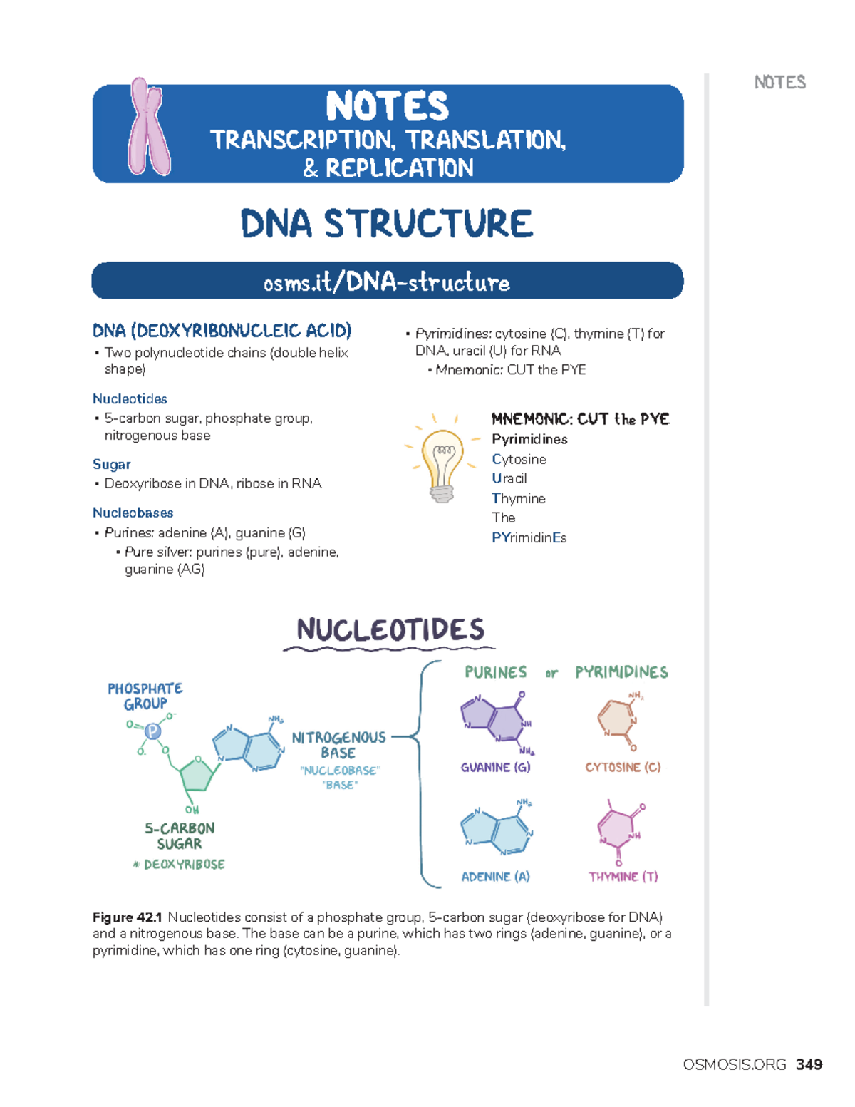 Chapter 42 Genetics: DNA Structure, Replication & Cell Division Notes ...