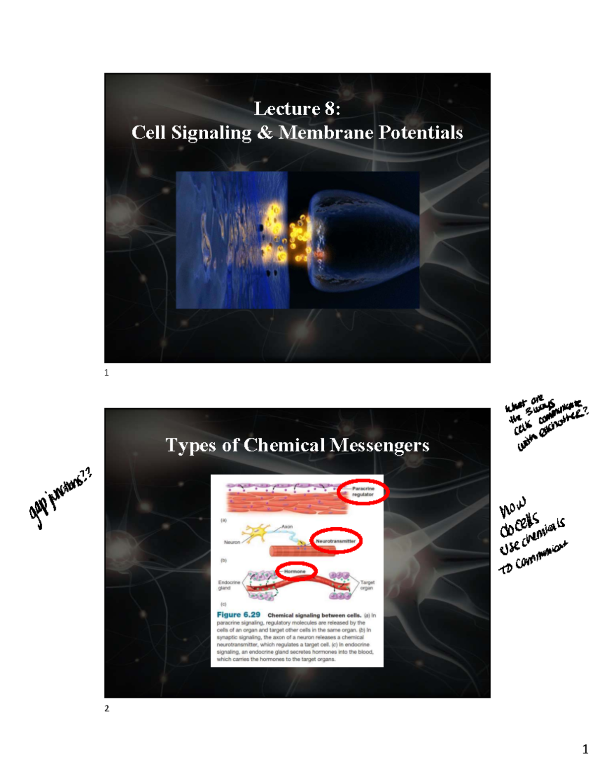 Lecture 8: Overview of Cell Signaling & Membrane Potentials - Studocu