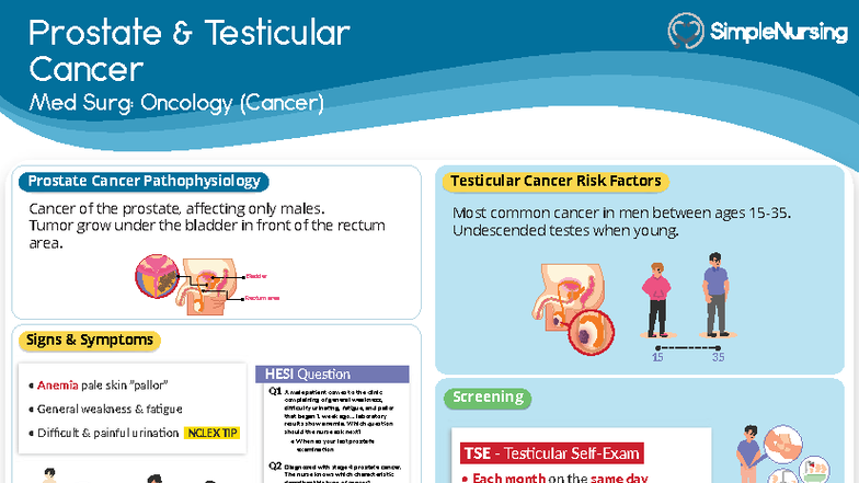Med Surg Oncology Notes: Prostate & Testicular Cancer Pathophysiology ...