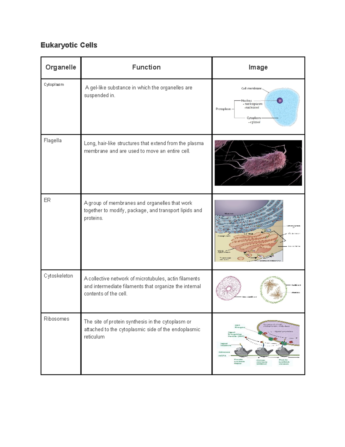 Chapter 6 Assignment - Functions of Eukaryotic Organelles - Studocu