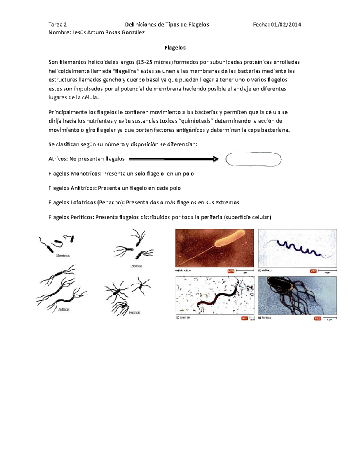 Definiciones Tipos de Flagelos - Tarea 2 Definiciones de Tipos de ...