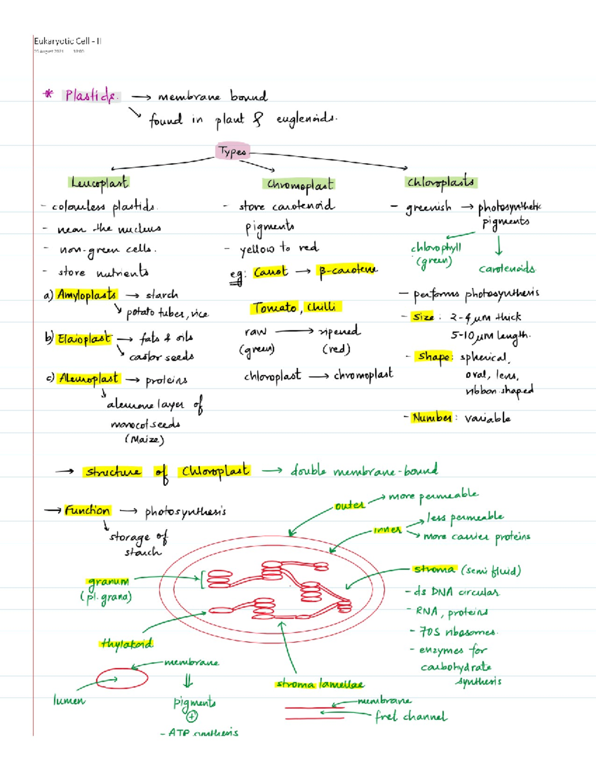 Eukaryotic Cell Structure and Function - Cell Biology IV - Studocu