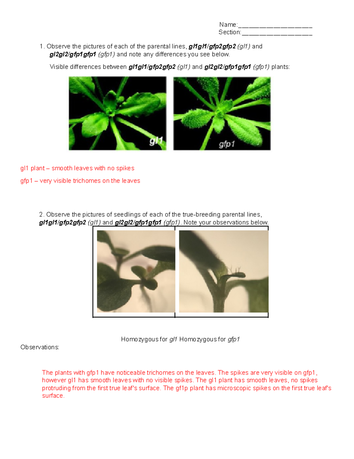 Heredity Lab Report - Biology 111 Lab TAMU Final Exam Analysis - Studocu
