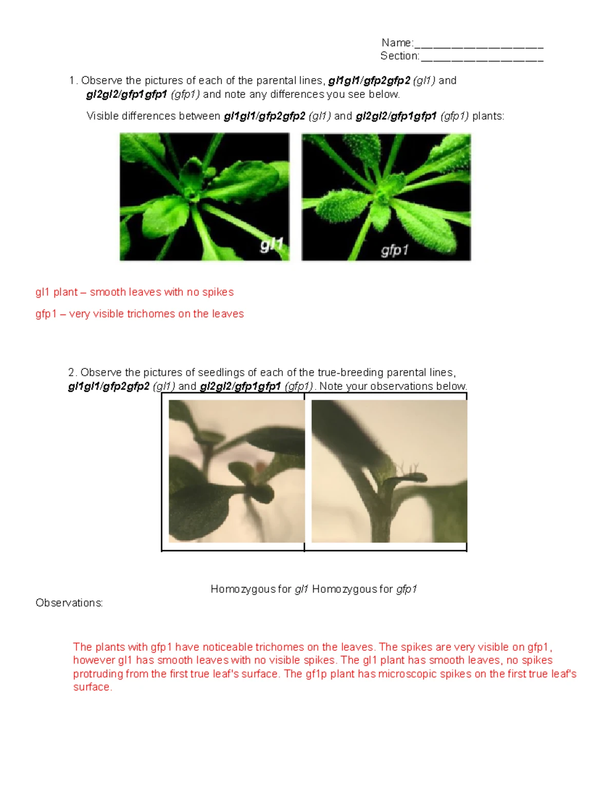 Gene Expression Lab Answers - Section: 496 Lab Activity 1: Table 1 ...