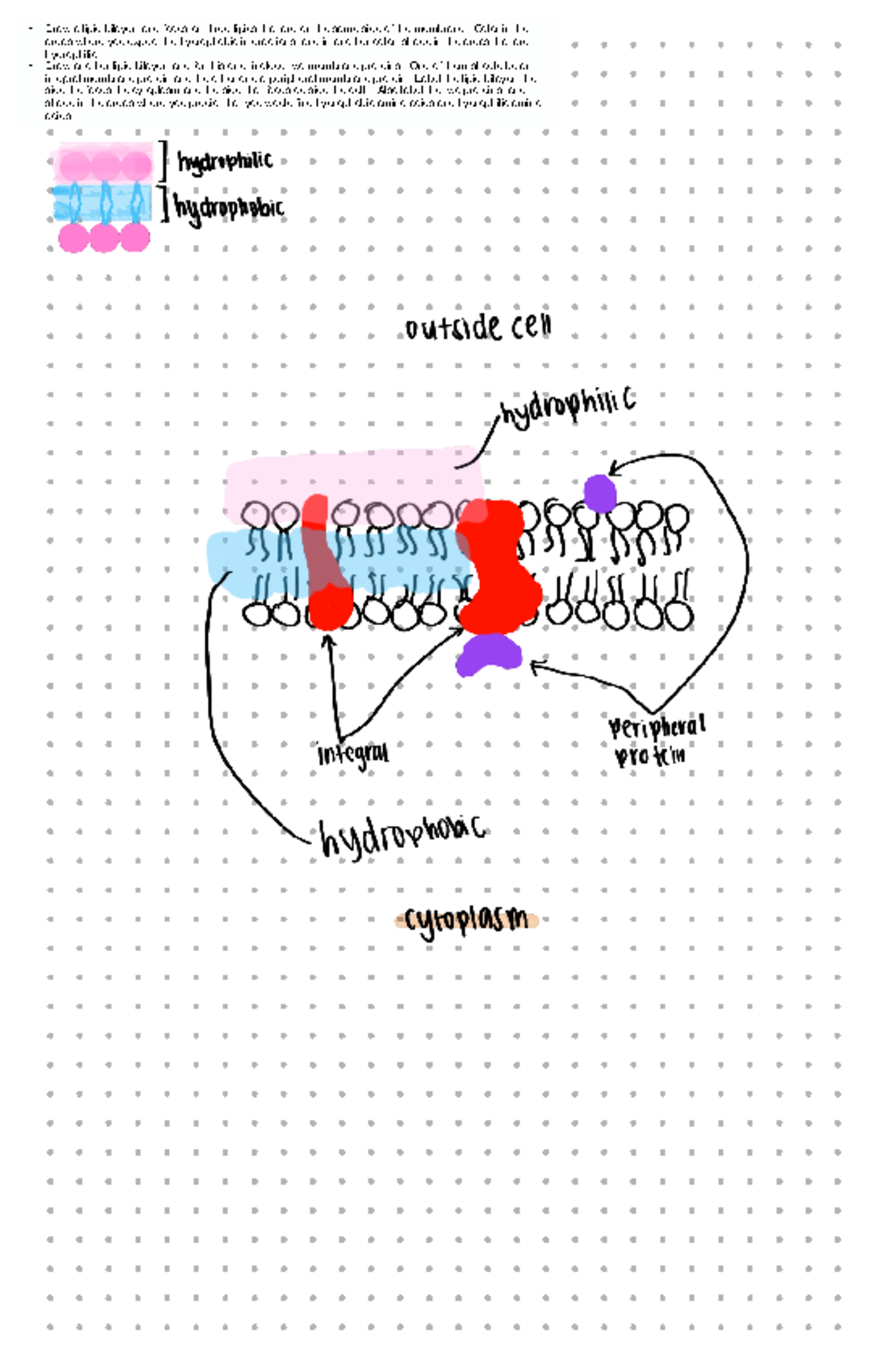 Biol 101: Drawing Lipid Bilayers & Membrane Proteins Explained - Studocu