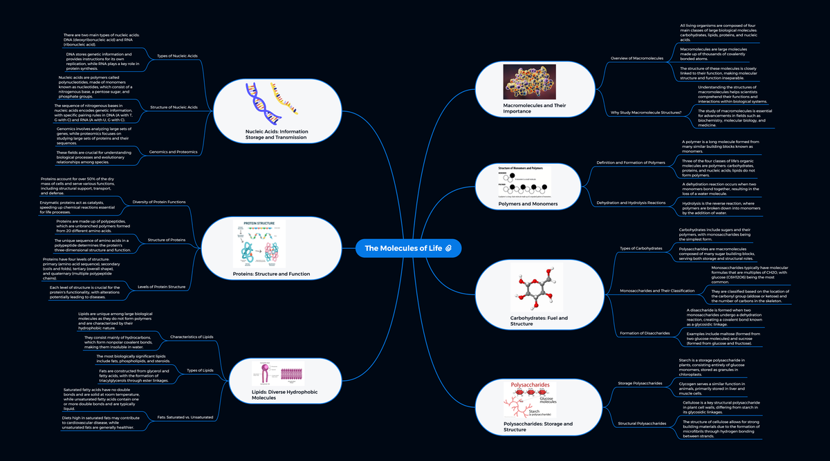 Molecules of Life Mind Map: A Comprehensive Overview of Macromolecules ...