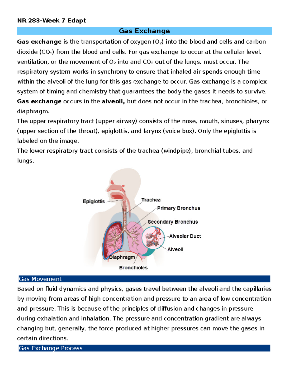 NR 283 - Week 7 Final Exam Review: Understanding Gas Exchange - Studocu