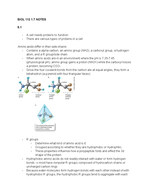 Stages of mitosis in garlic root tip cells - Sizes of A. sativum root ...