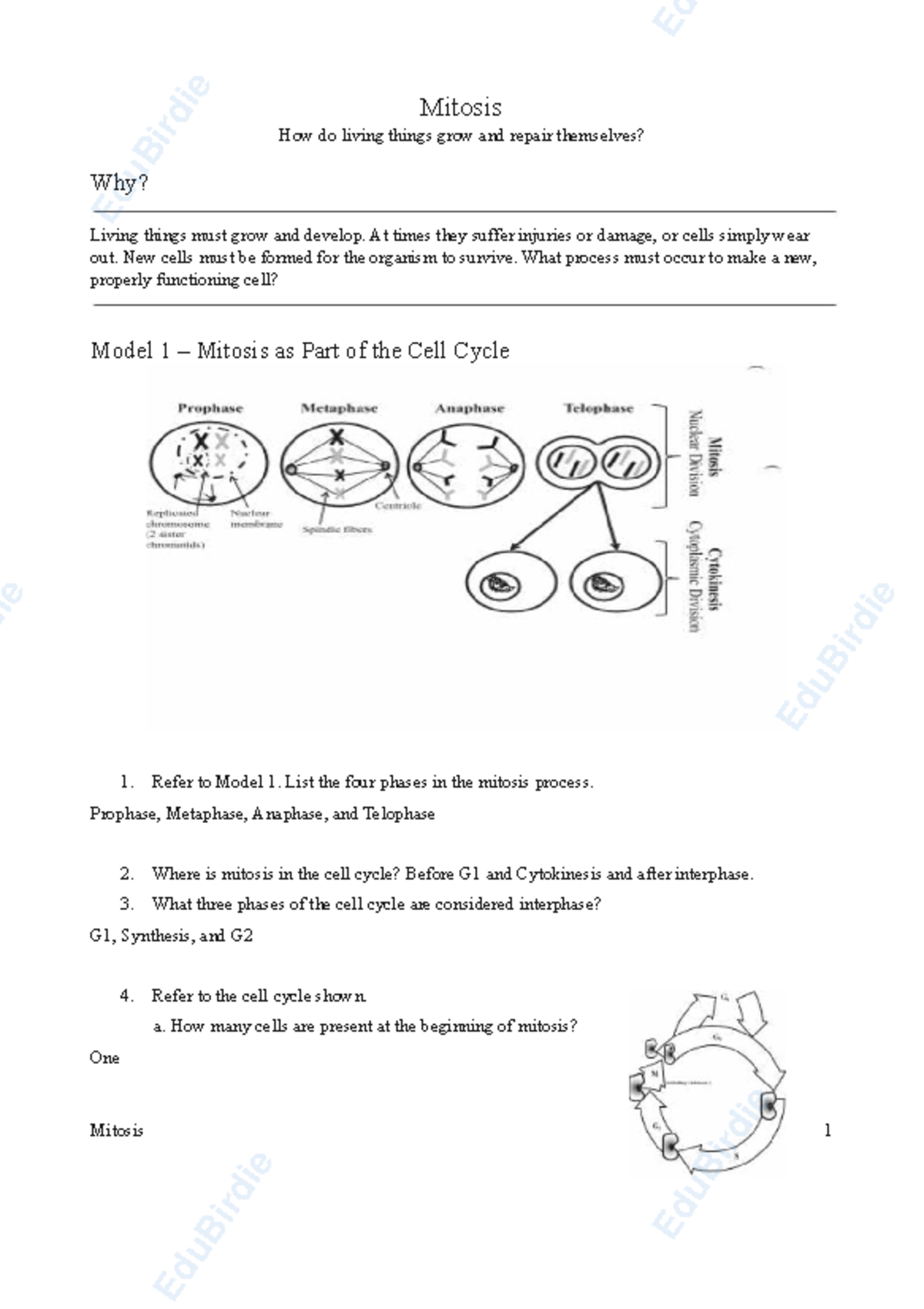 Ed uB ird ie Mitosis: Understanding Growth and Repair in Living ...