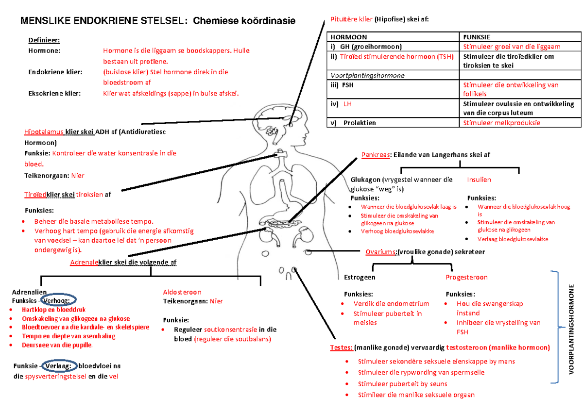 6. Menslike Endokriene Stelsel - Bespreking van Hormone en Funksies ...