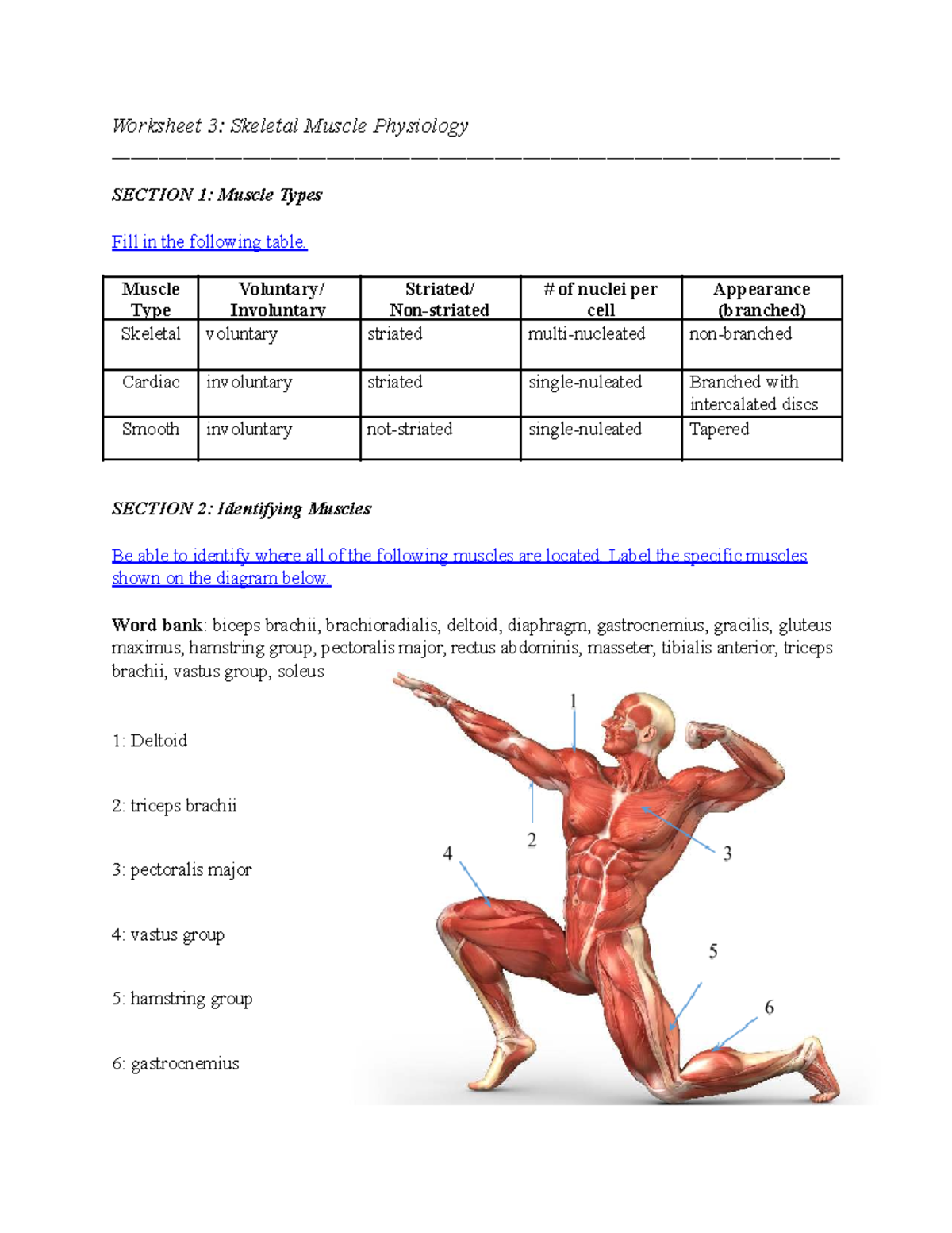 Skeletal Muscle Physiology Worksheet (Course Code) - Comprehensive Guide - Studocu