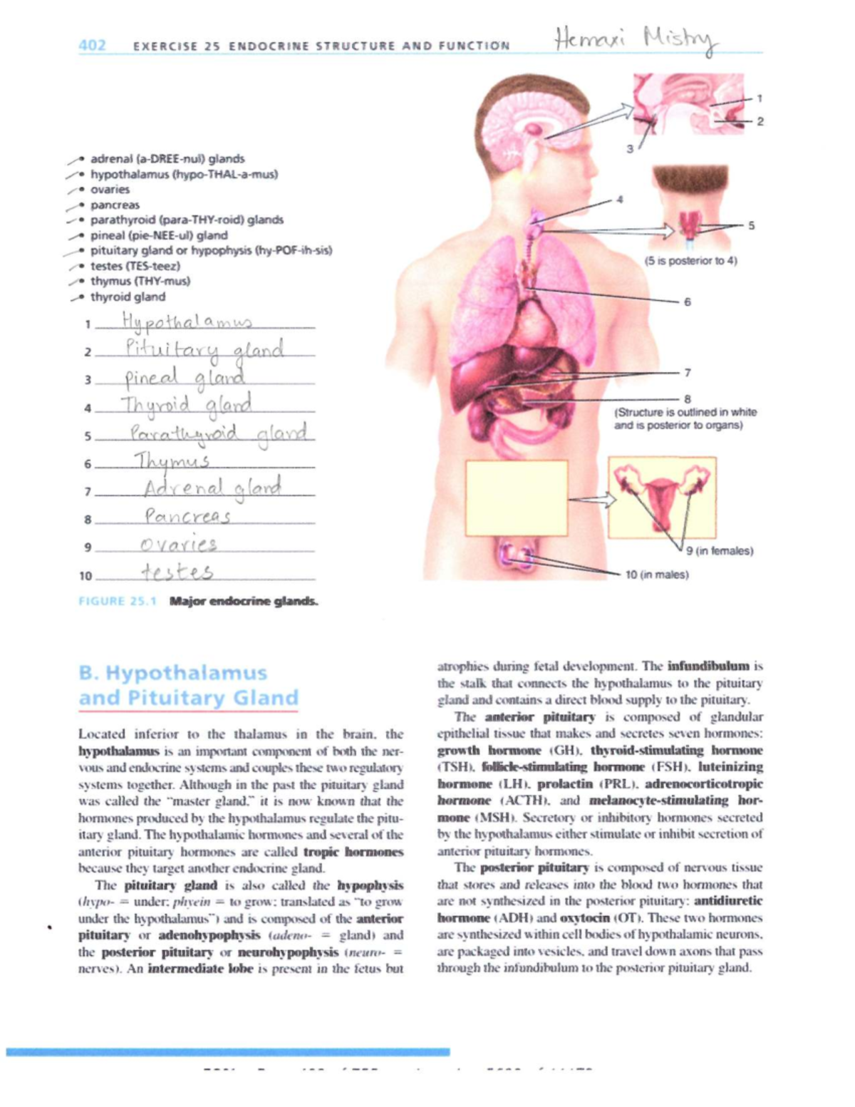 Ex 25 Lab - Endocrine Structure & Function Overview - Studocu