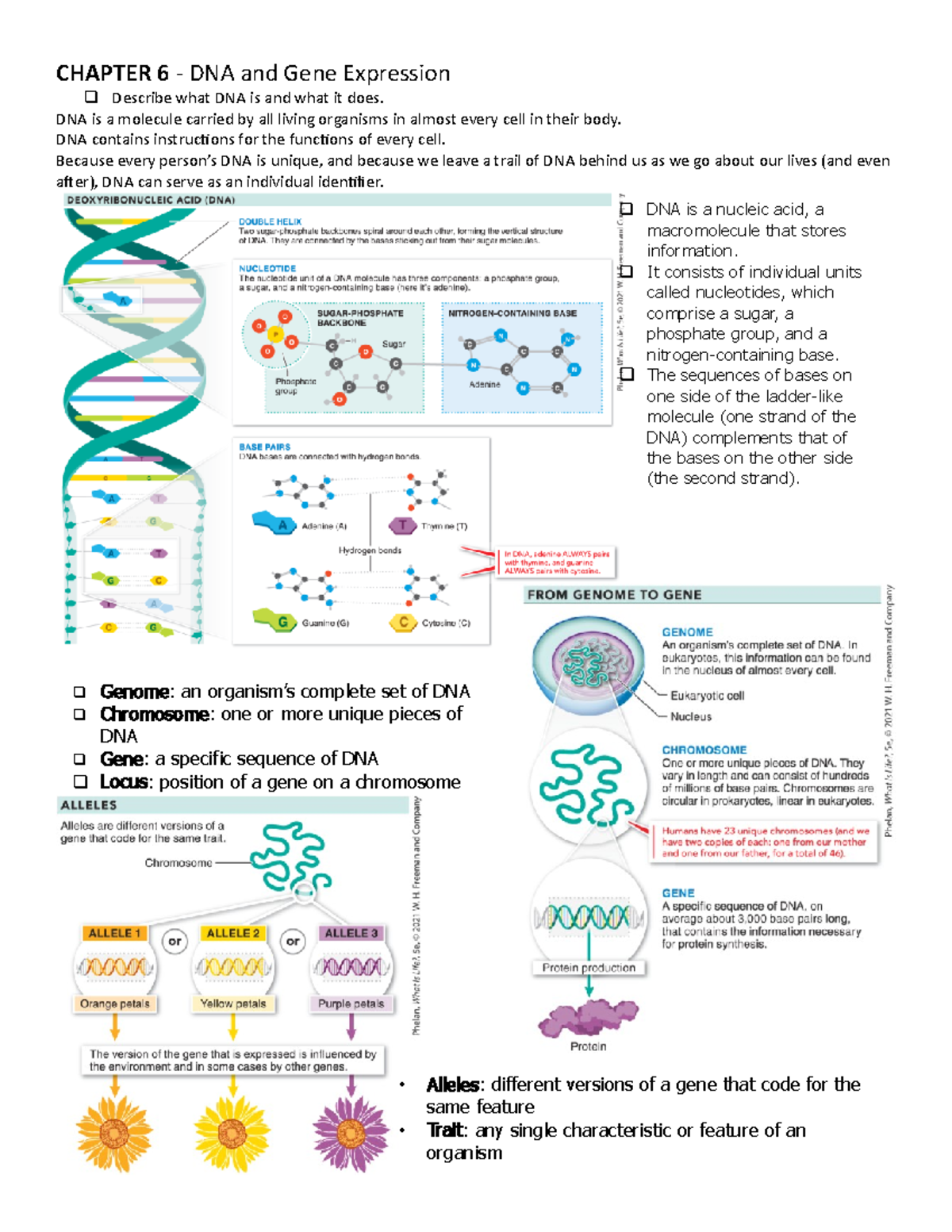Exploring Biology Chapter 6 Notes - CHAPTER 6 - DNA and Gene Expression ...