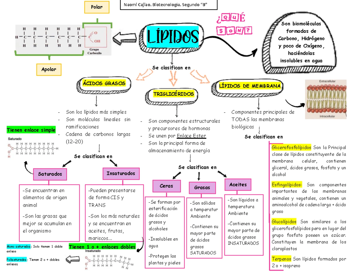 Regulación Hormonal de Lipólisis y Lipogénesis en Procesos Metabólicos ...