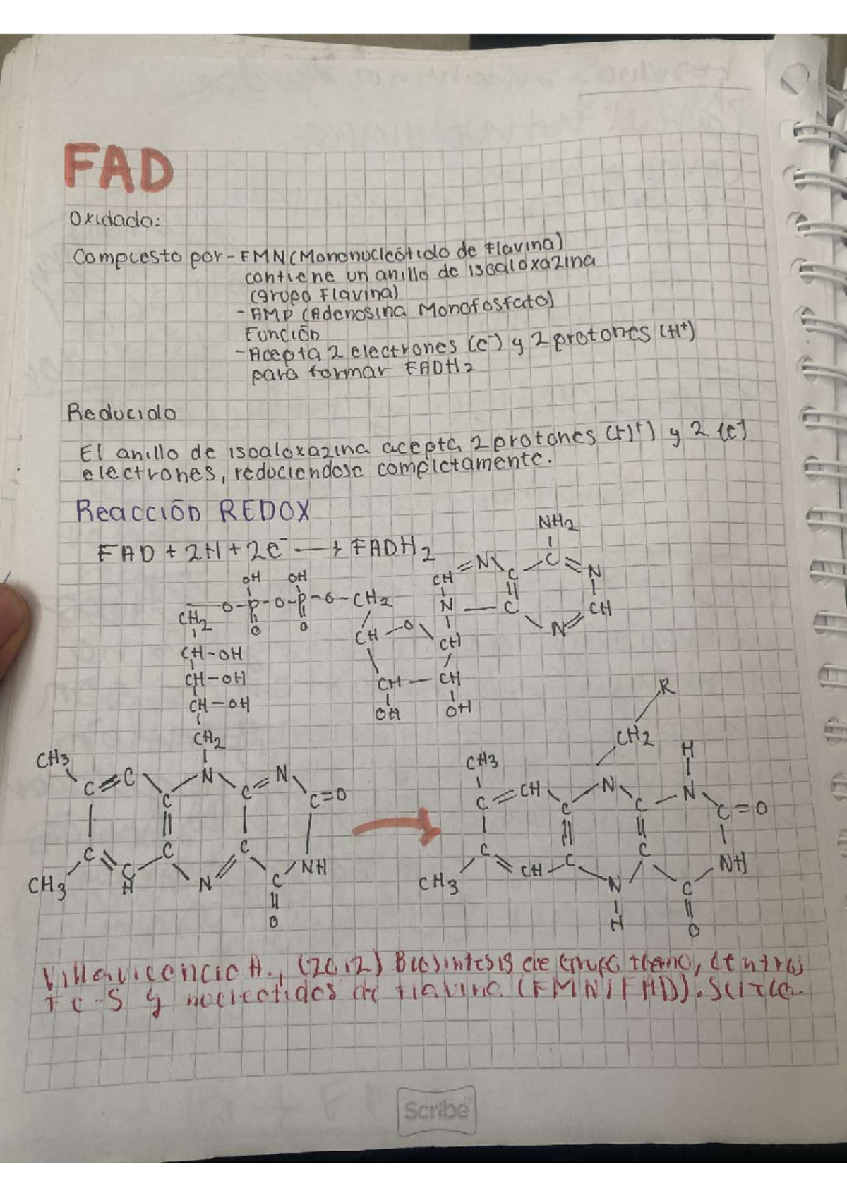 FAD y NAD: Compuestos de Flavina y su Función en Reacciones REDOX - Studocu
