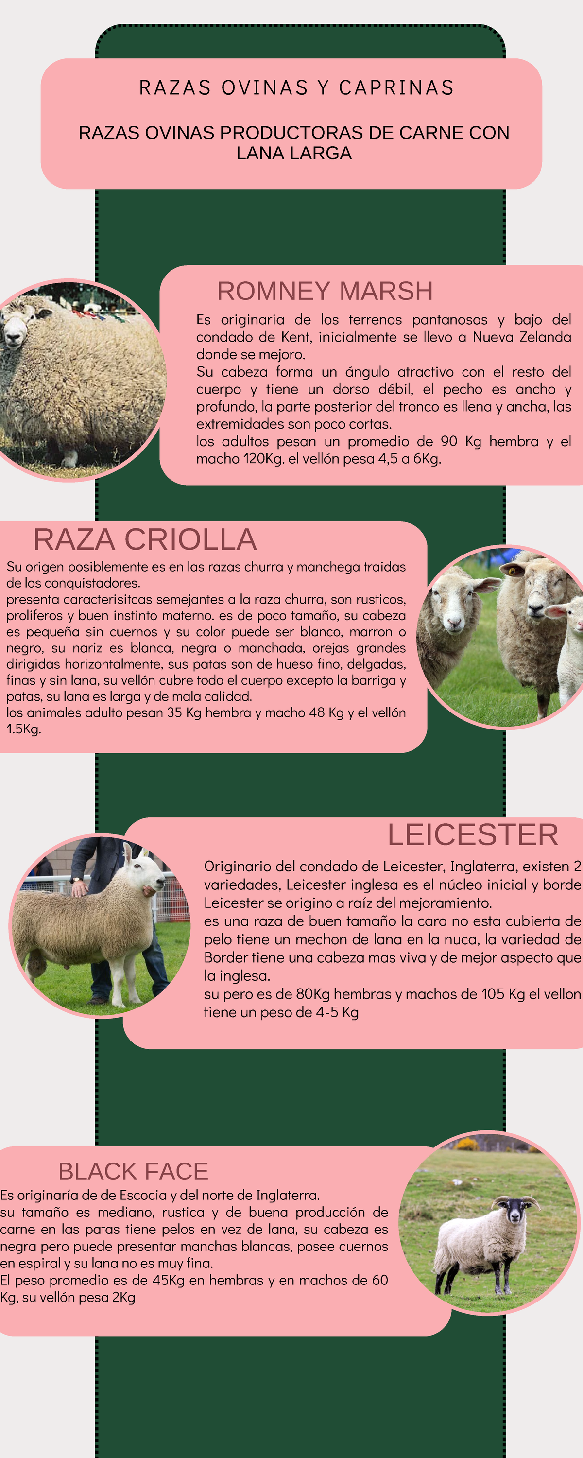 Razas Ovinas: Características y Producción de Carne y Lana - Studocu