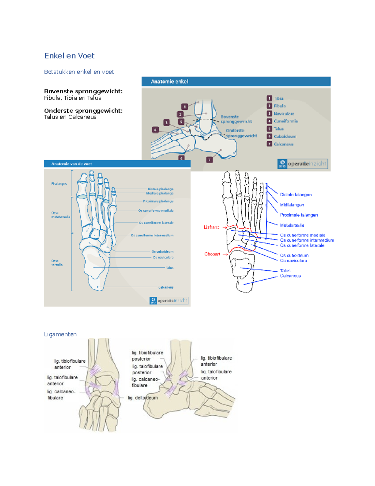 Anatomie en Pathologie van Enkel en Voet: Details en Behandelingen ...