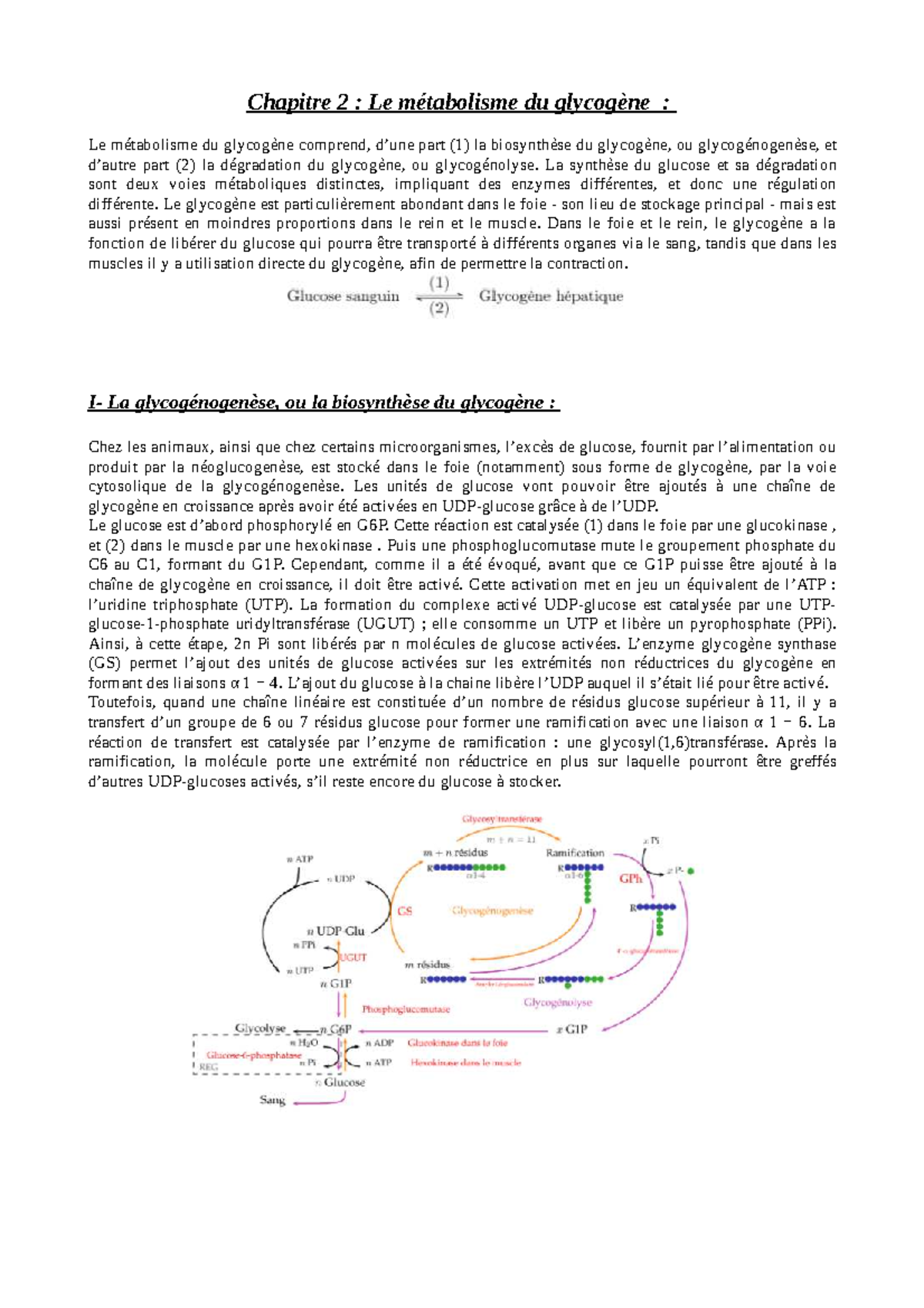Chapitre 2: Le métabolisme du glycogène - La synthèse du glucose et sa ...