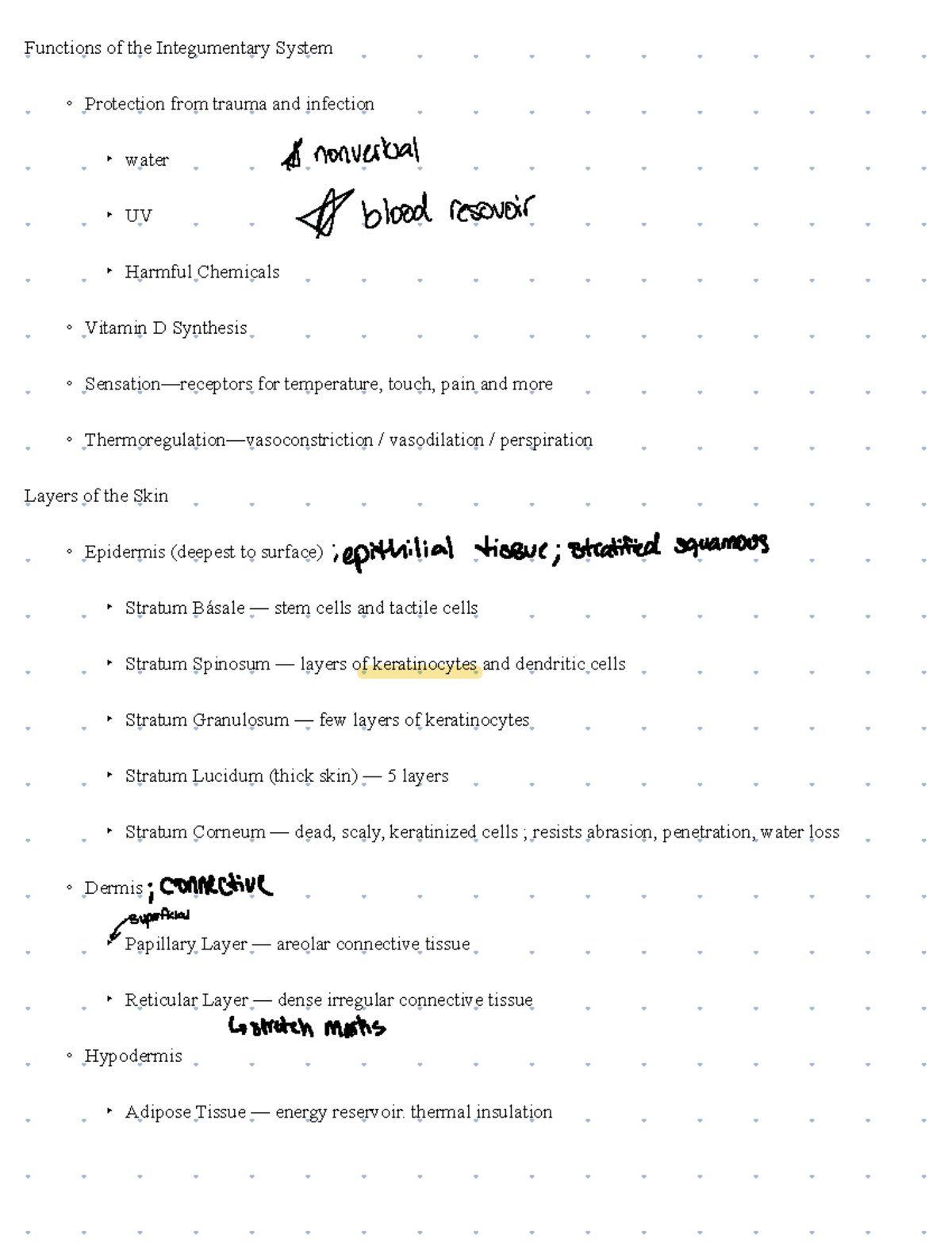 A&P 1 Exam 3 Study Guide: Integumentary & Skeletal System Functions ...