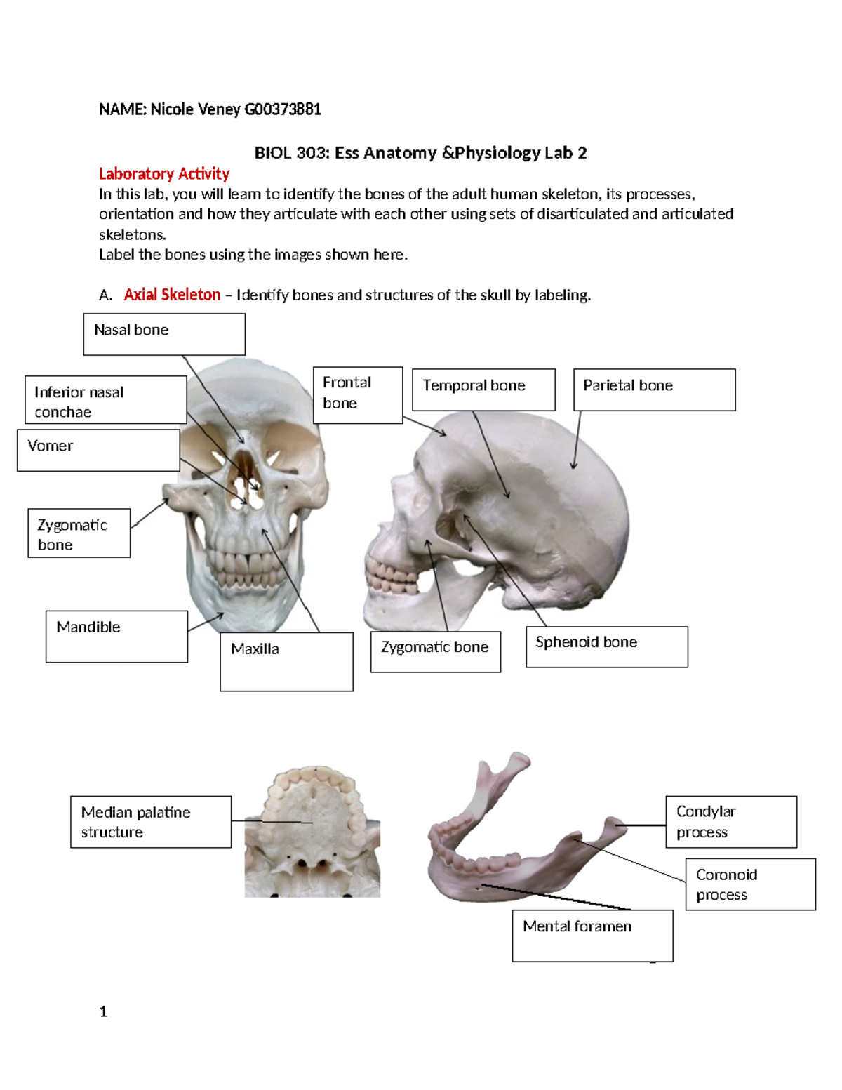 BIOL 303: Lab 2 A&P Skeletal System & Shoulder Anatomy Guide - Studocu