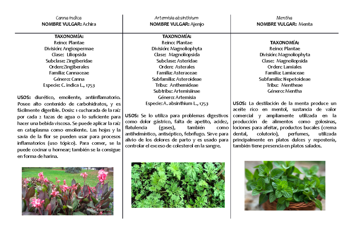 Plantas Monocotiledneas Qu Son Caractersticas Y Ejemplos De Ellas