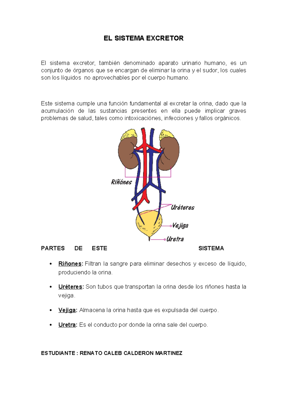 EL SISTEMA EXCRETOR: Funciones y Partes del Aparato Urinario - Studocu