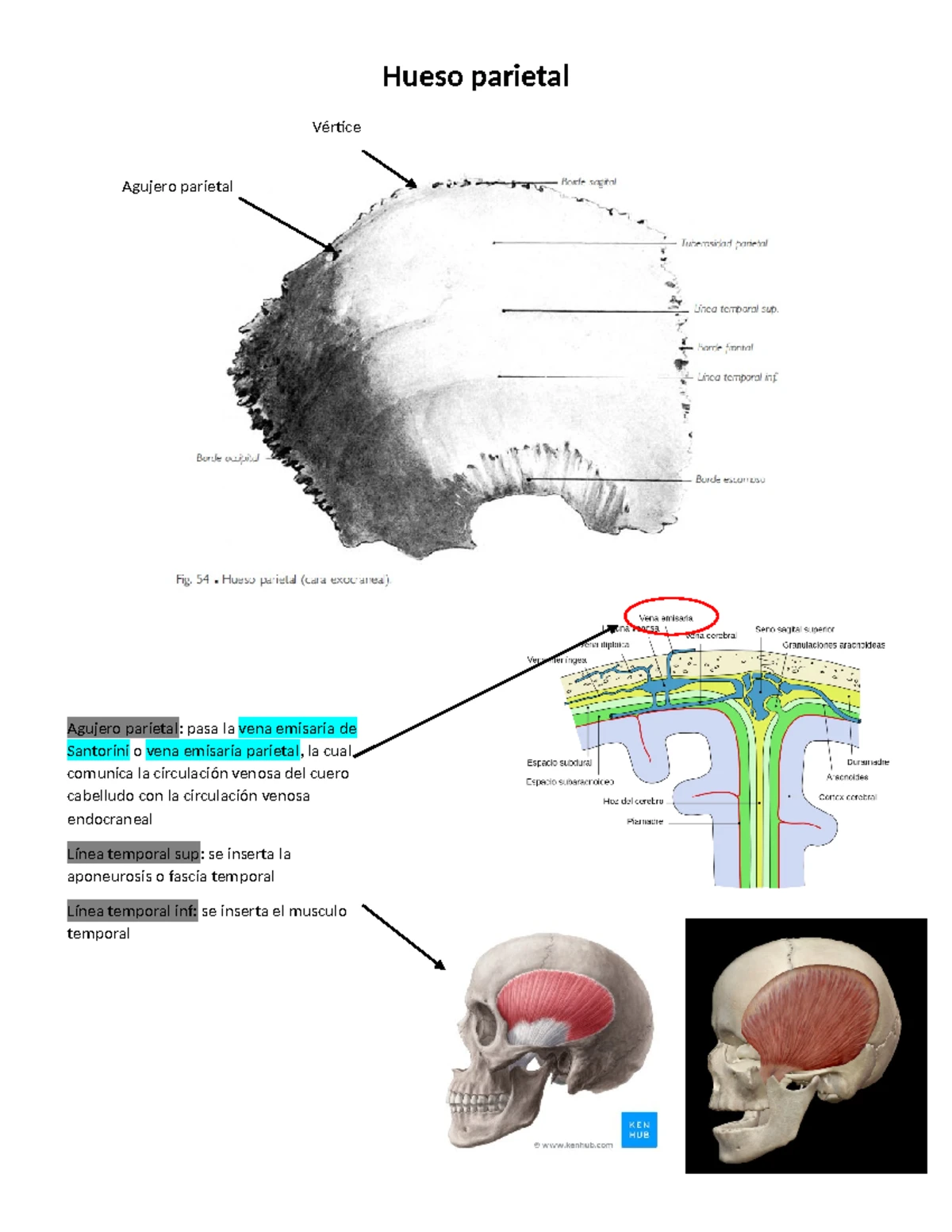 Anatomía del Hueso Occipital: Estructura y Funciones - Studocu