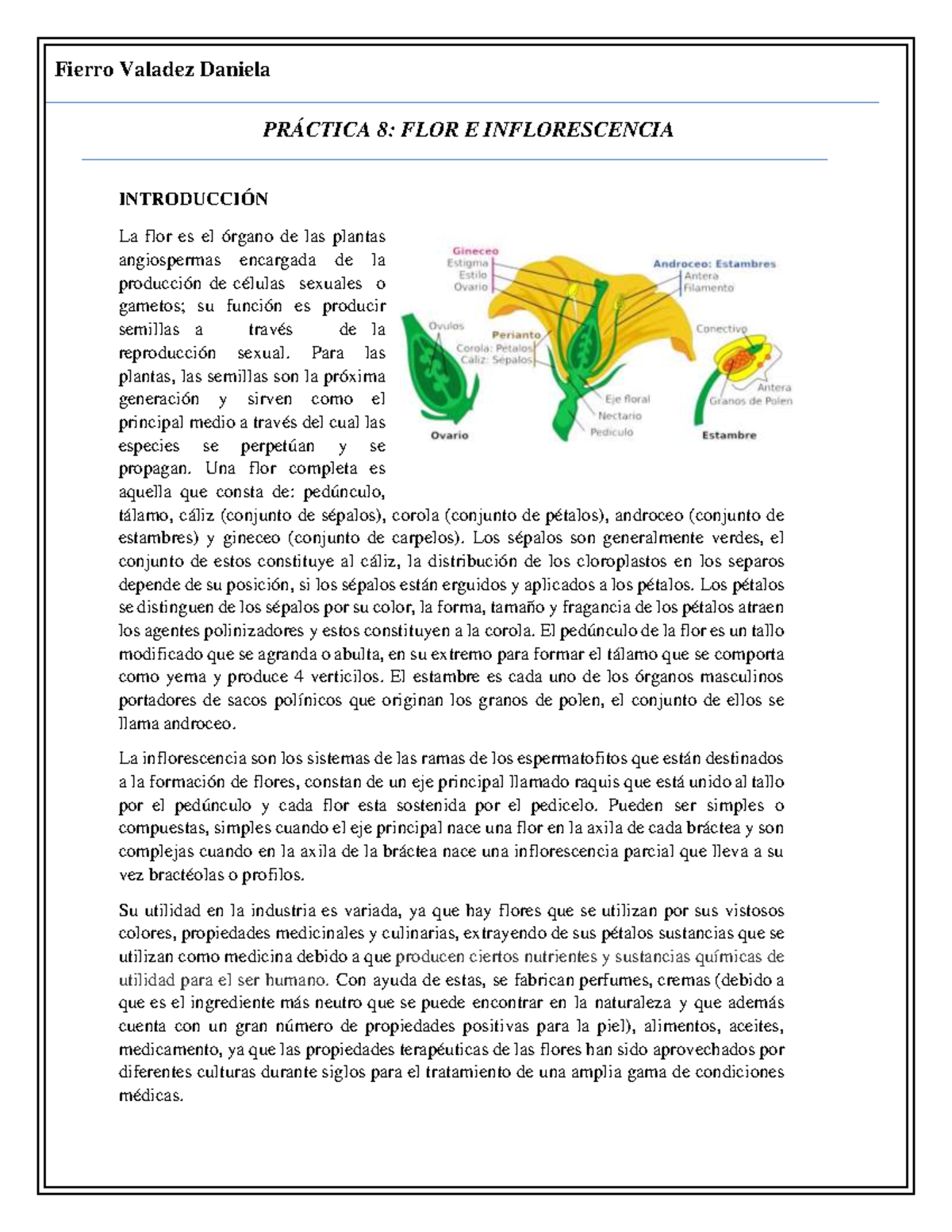 Practica 8 FLOR - PRÁCTICA 8: FLOR E INFLORESCENCIA INTRODUCCIÓN La ...