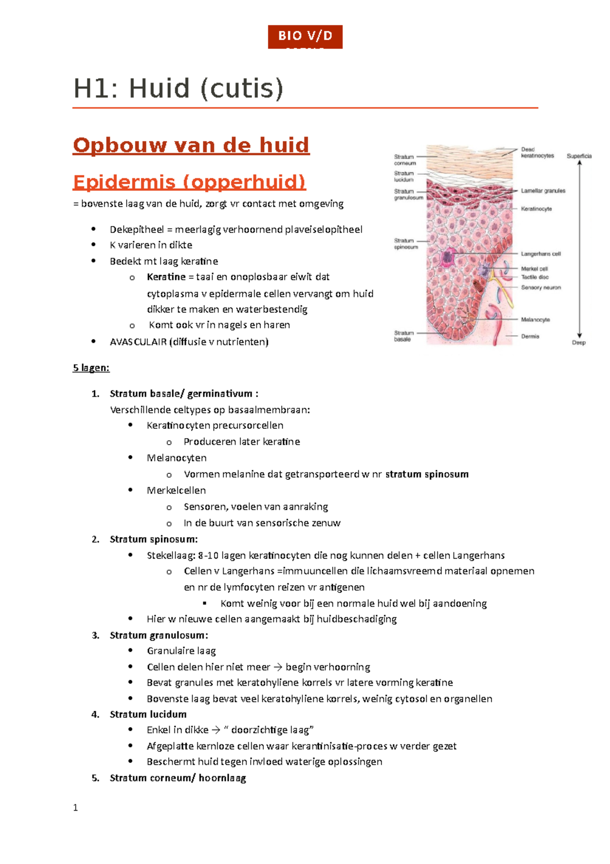 Bio vd mens 2 - Kan nuttig zijn - H1: Huid (cutis) Opbouw van de huid ...