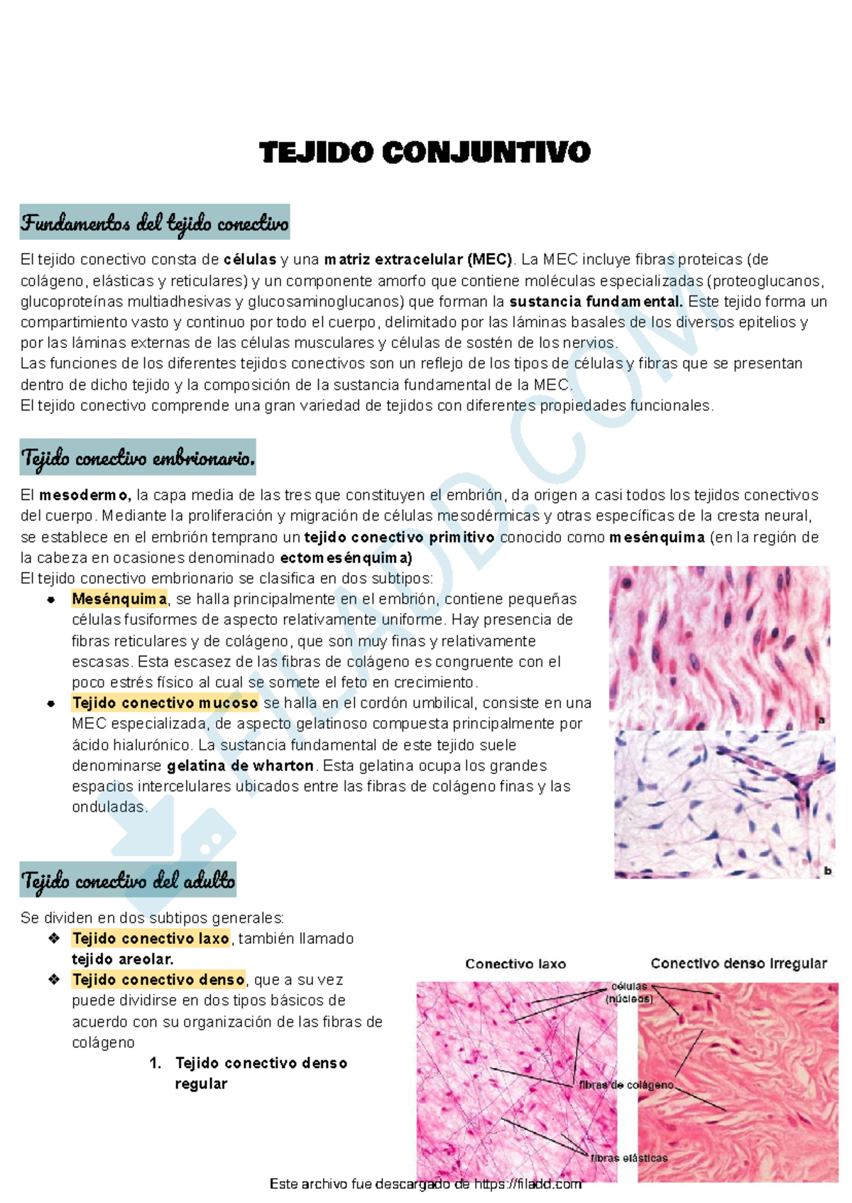 Tejido Conjuntivo - HISTO !!!! - TEJIDO CONJUNTIVO Fundament de tejid ...