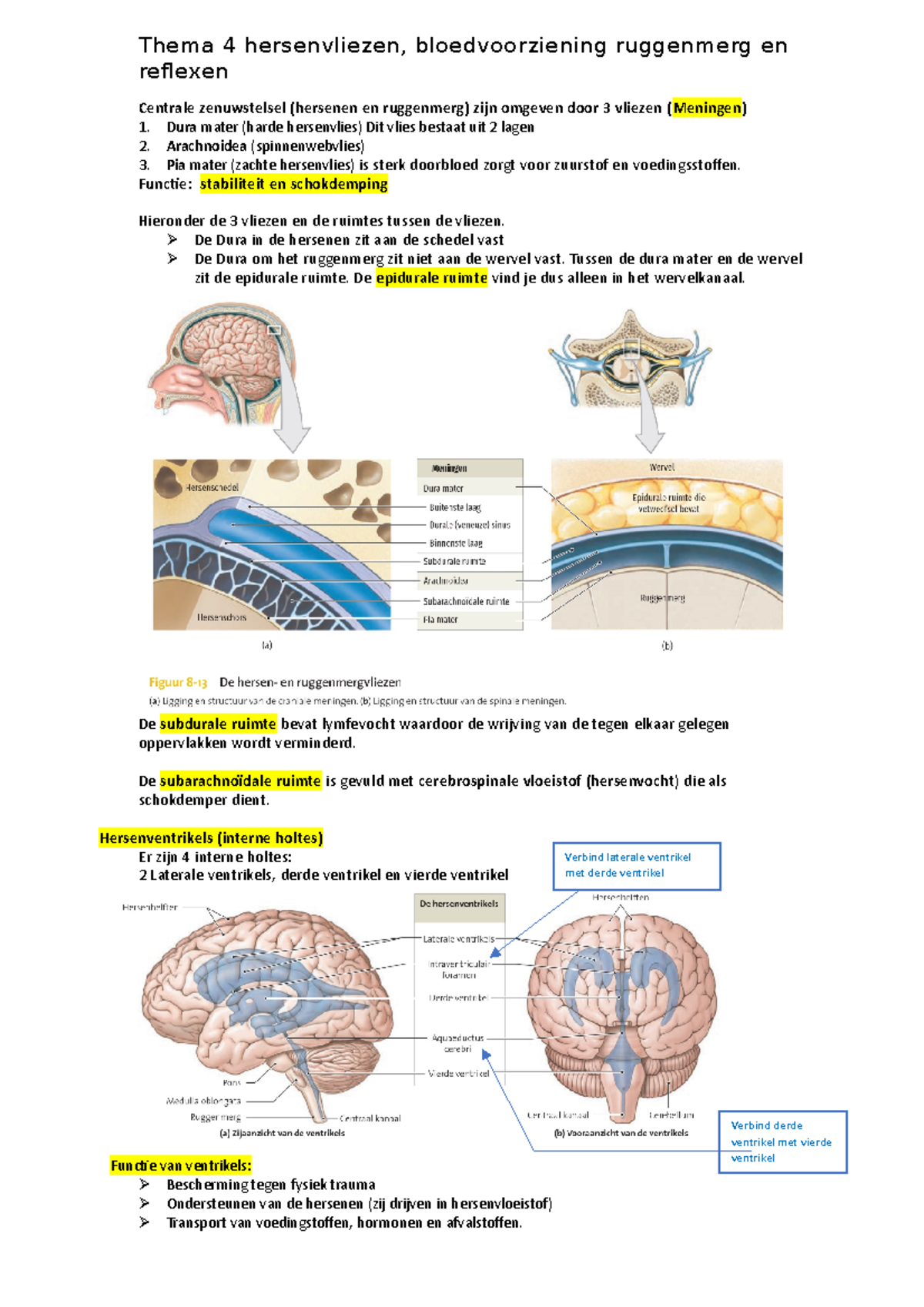 Thema 4: Hersenvliezen, Bloedvoorziening, Ruggenmerg en Reflexen - CZS ...