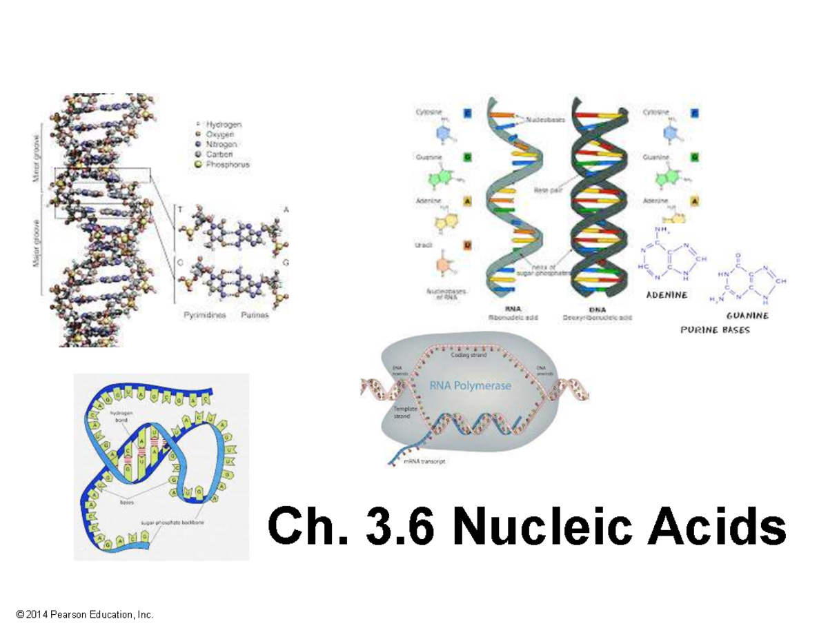 Ch. 3.6 Nucleic Acids: Structure, Function, and Evolution Insights ...