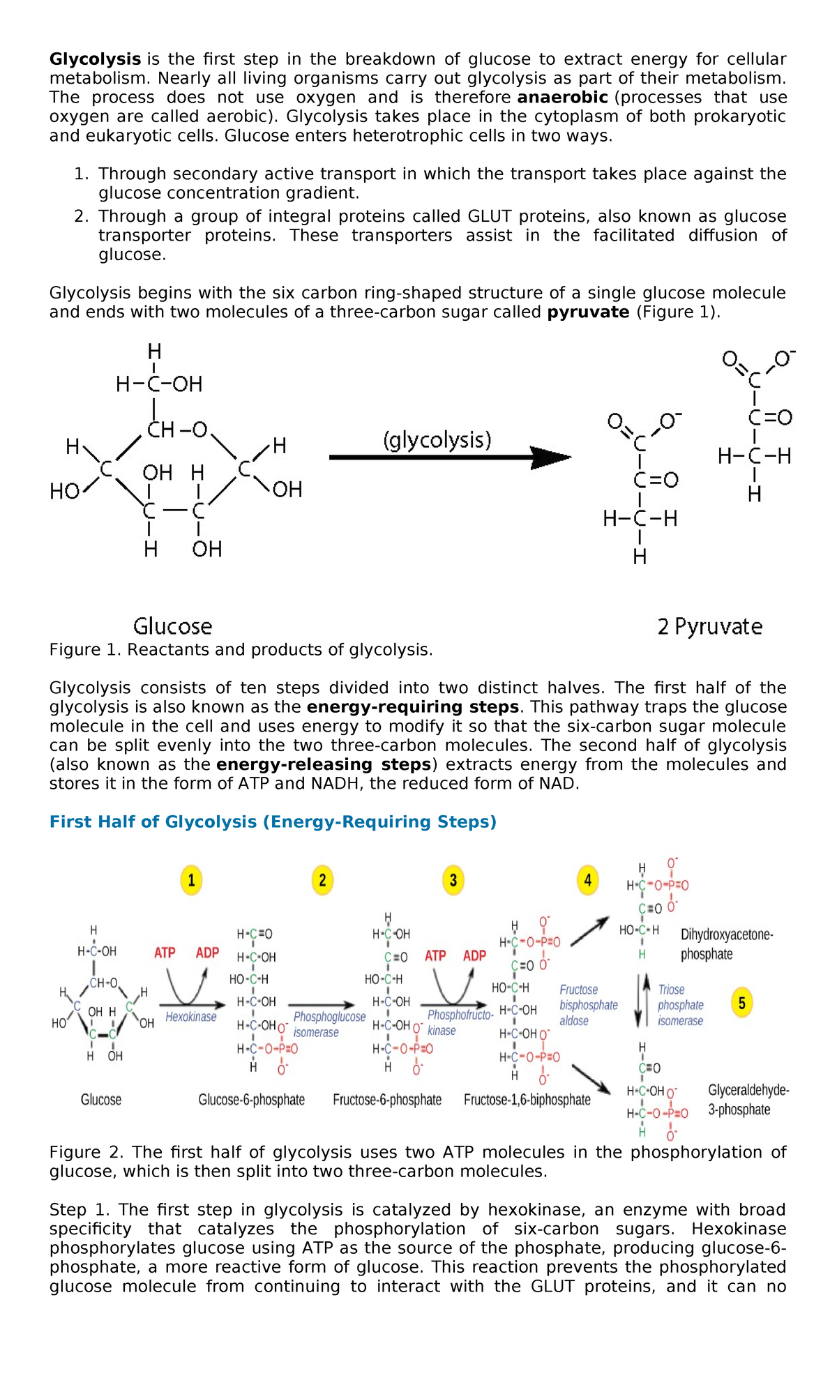 Glycolysis & Krebs Cycle Overview: Key Steps and Processes - Studocu