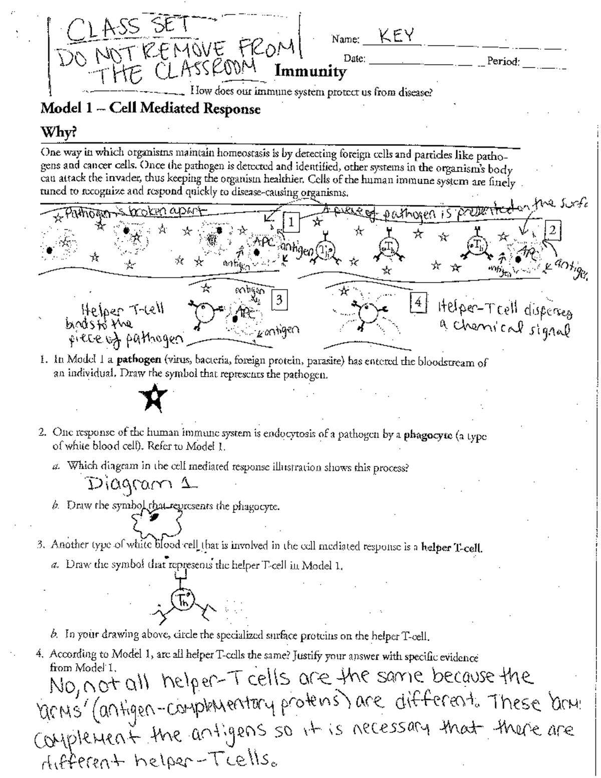 Immunity Packet Answer Key - CLASS SET Name: KEY DO NOT REMOVE FROM ...