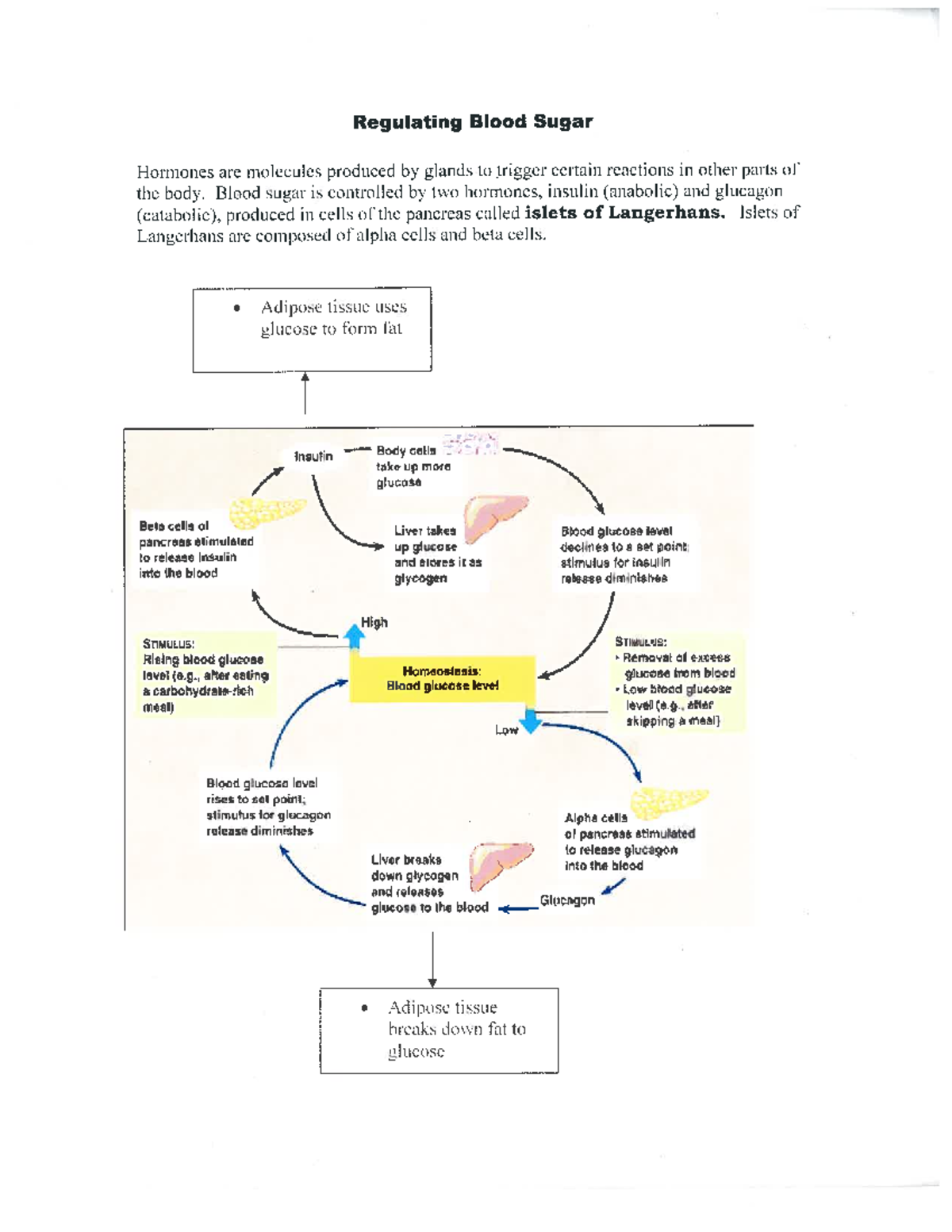 Diabetes Visual Notes: Regulating Blood Sugar Hormones - Studocu