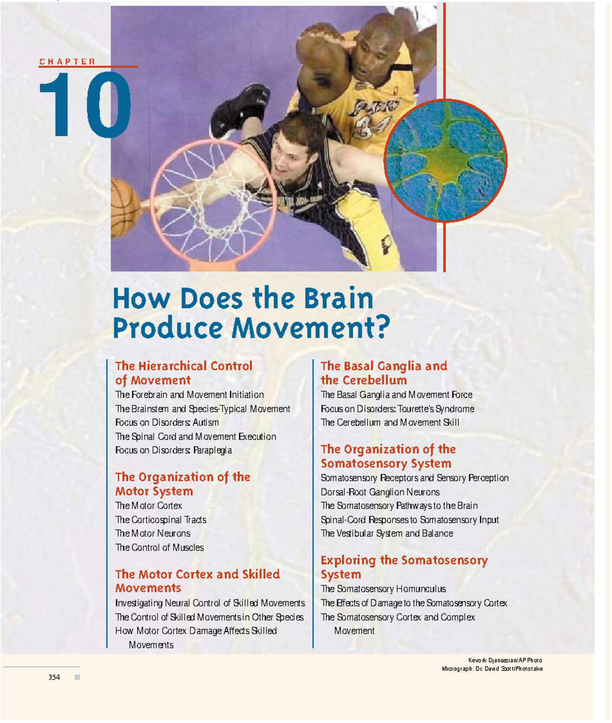 How the Human Body Produces Movement - The Hierarchical Control of ...