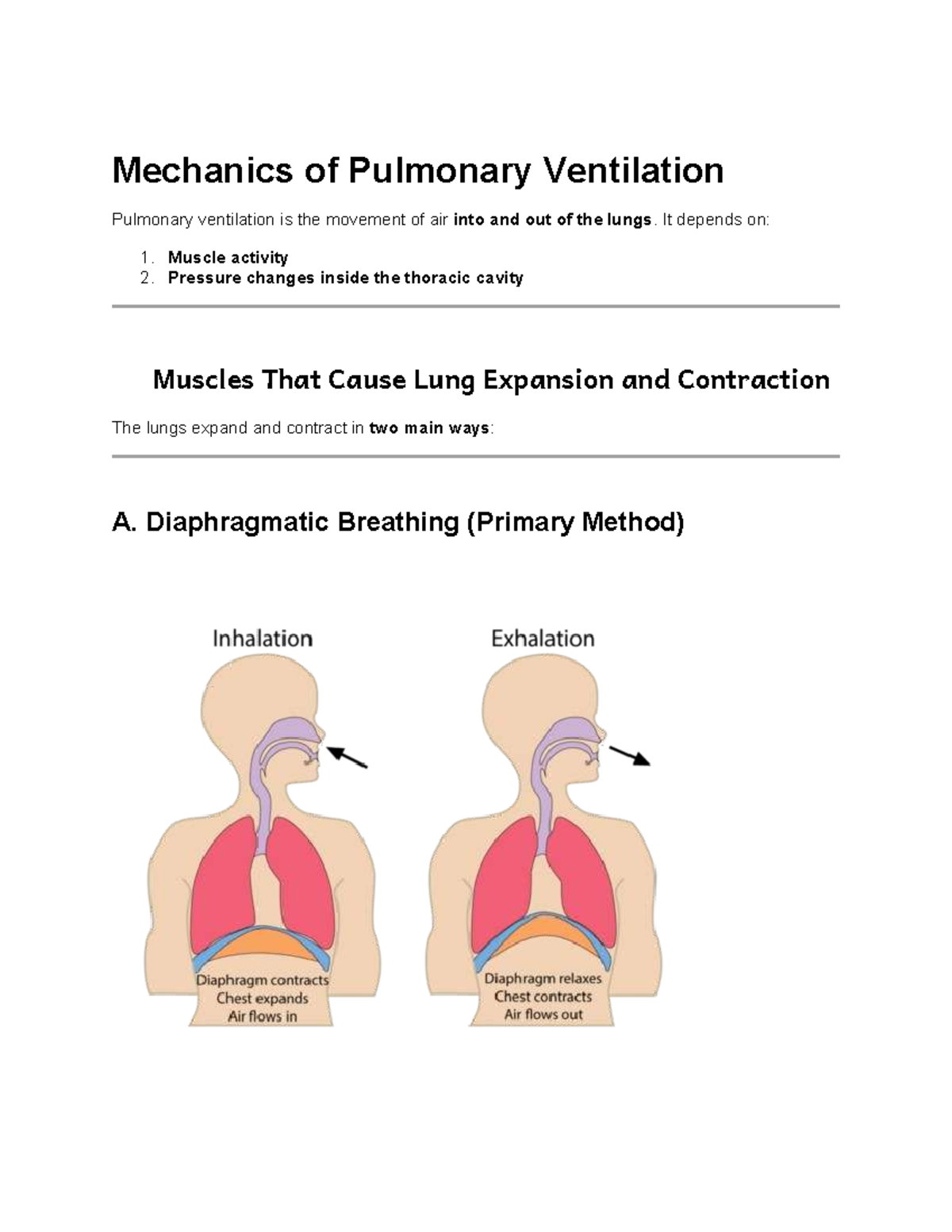 Mechanics of Pulmonary Ventilation: Key Concepts and Processes - Studocu
