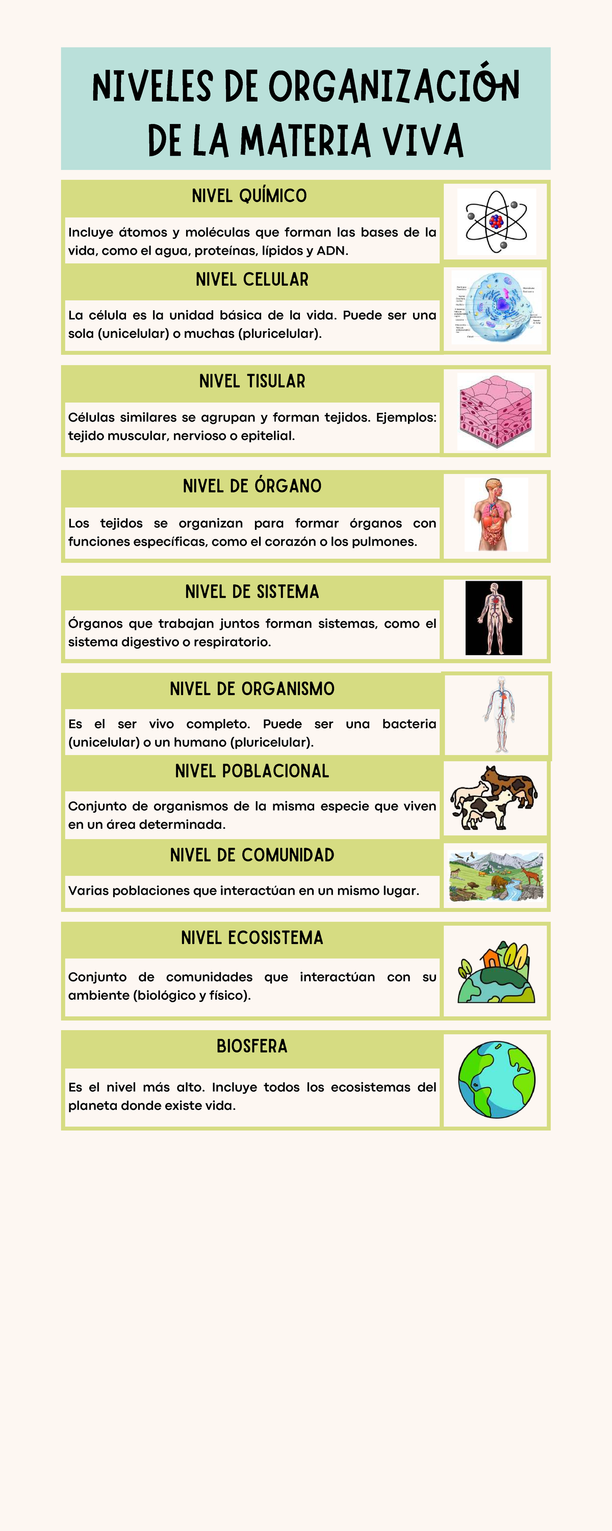 Ejemplos De Niveles De Organización