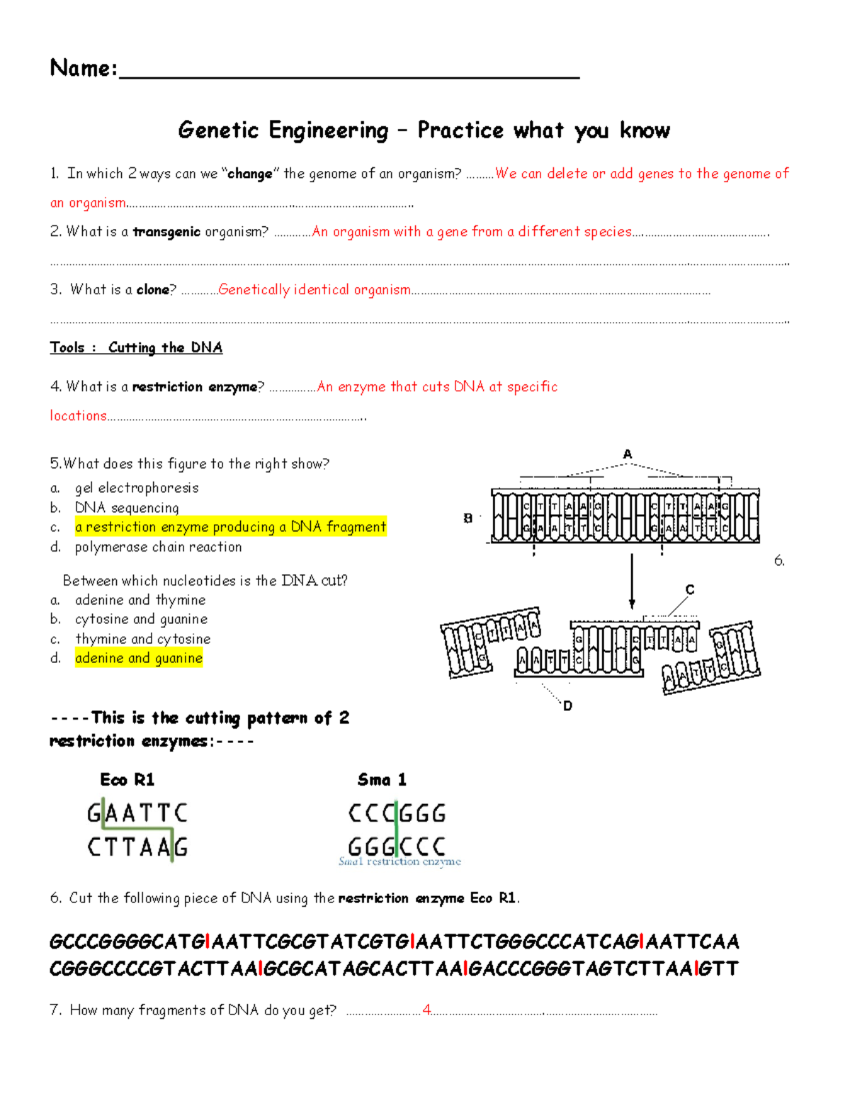 Genetic Engineering Practice - KEY for Biology 101 - Studocu