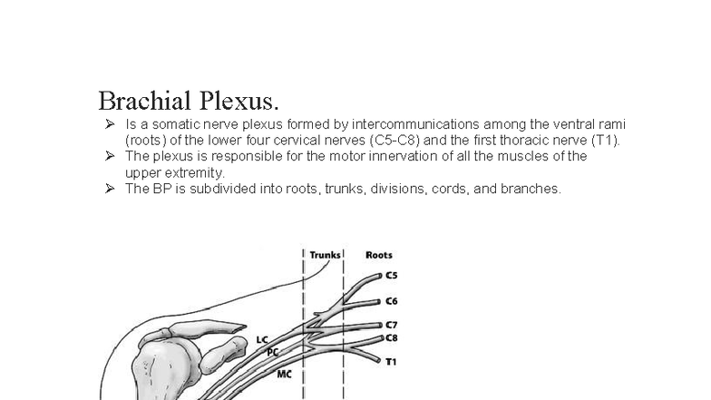 Brachial Plexus Anatomy and Function - MC 101 - Studocu