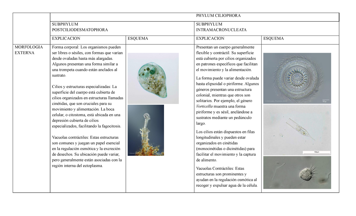PHYLUM CILIOPHORA: MORFOLOGÍA Y CICLO DE VIDA (4 Cuadro Comparativo ...