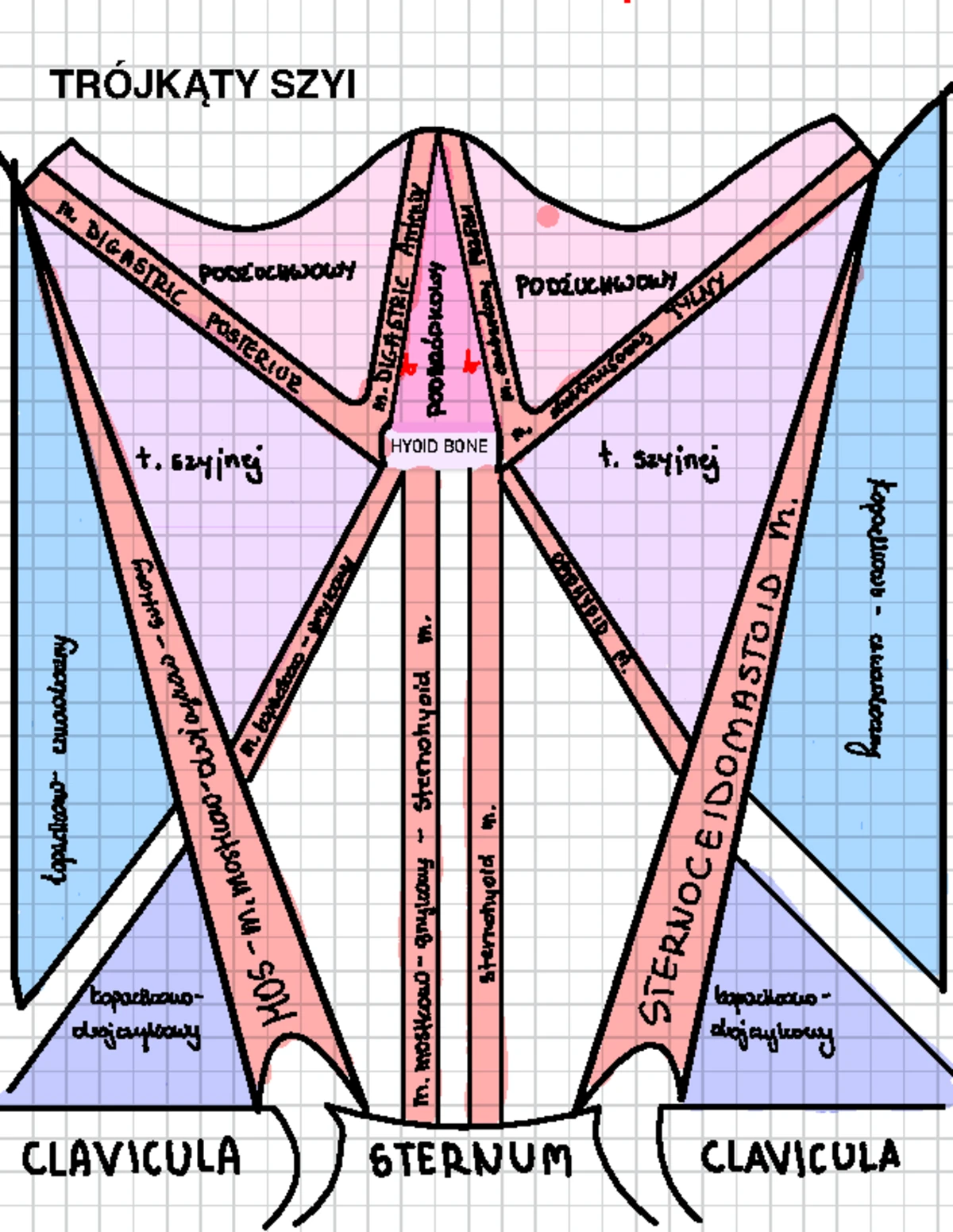 Podział-szkieletu - Szkielet to układ struktur kostnych i chrzęstnych ...