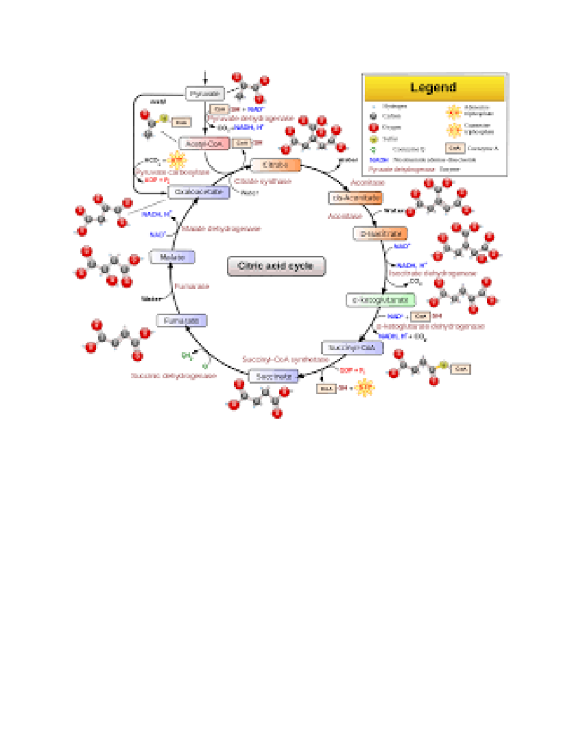 Lecture Notes - Please ignore - 4BBY1013 - L Pyrate Legend AIR CHILD I ...
