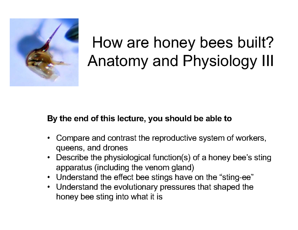 Anatomy and Physiology III: Honey Bees' Unique Stinging Mechanism - Studocu