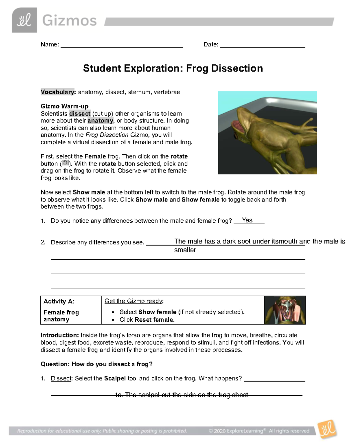 Gizmo: Frog Dissection & Skeletal Anatomy Exploration - Studocu