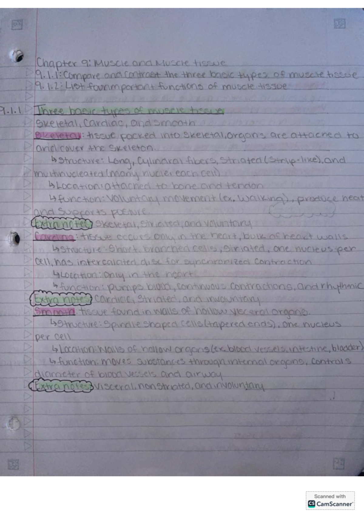 AP Biology Chapter 10: Muscle Tissue Types and Functions Study Guide ...