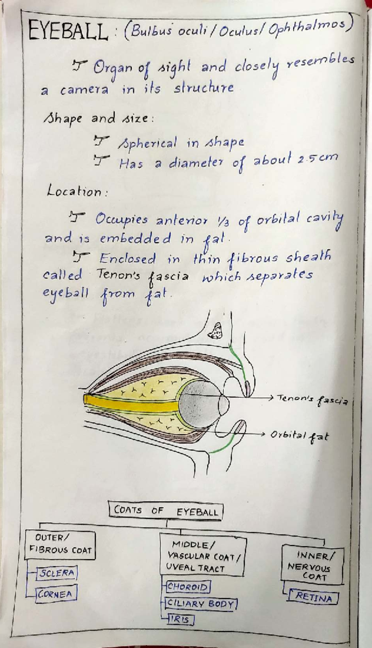 Eyeball Anatomy and Physiology - Course Code: BIO 101 - Studocu